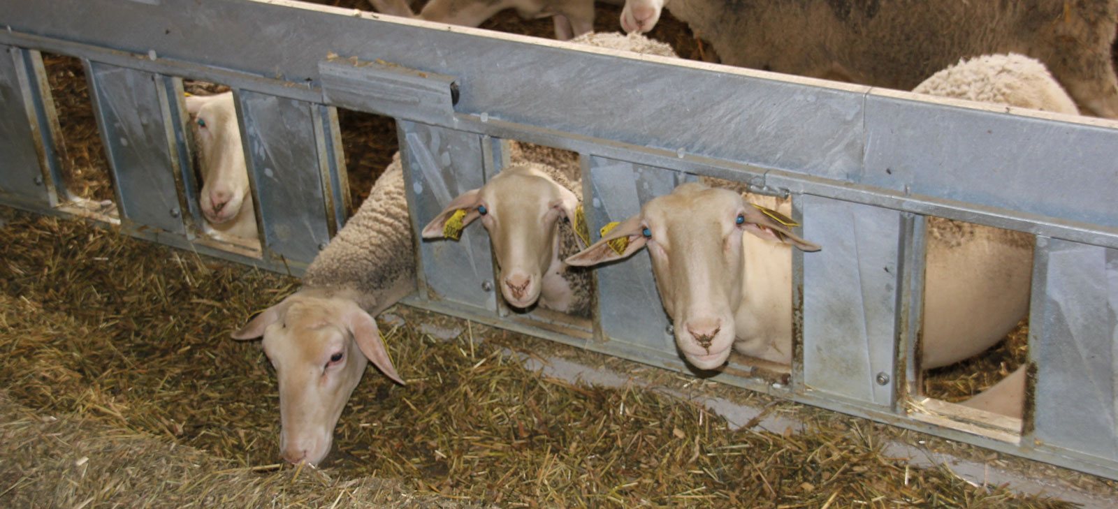 Cornadis échelle et autobloquant ovins caprins - GALONNIER